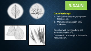 PPT bagian-bagian tanaman IPAS Kelas 4 SD | PPTX