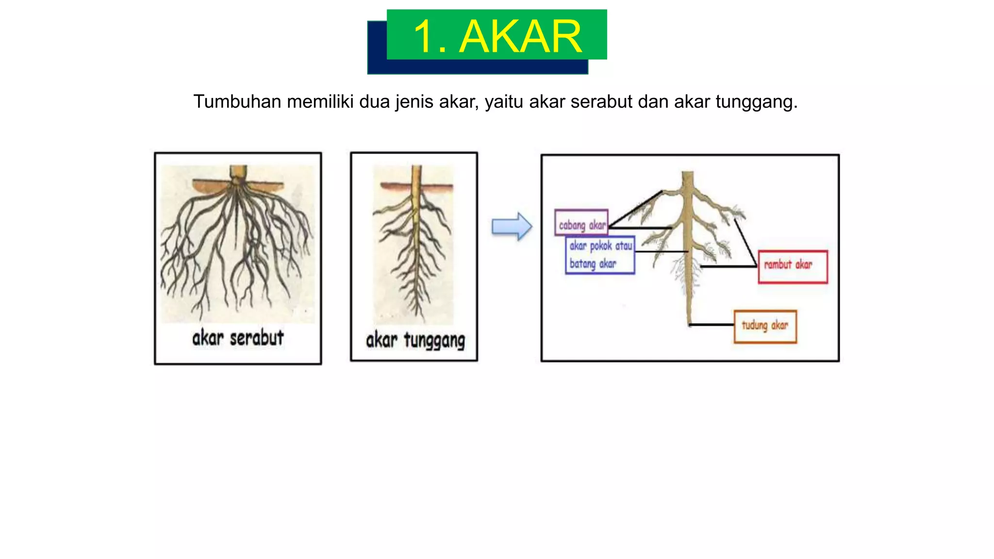BAGIAN-BAGIAN TUMBUHAN.pptx