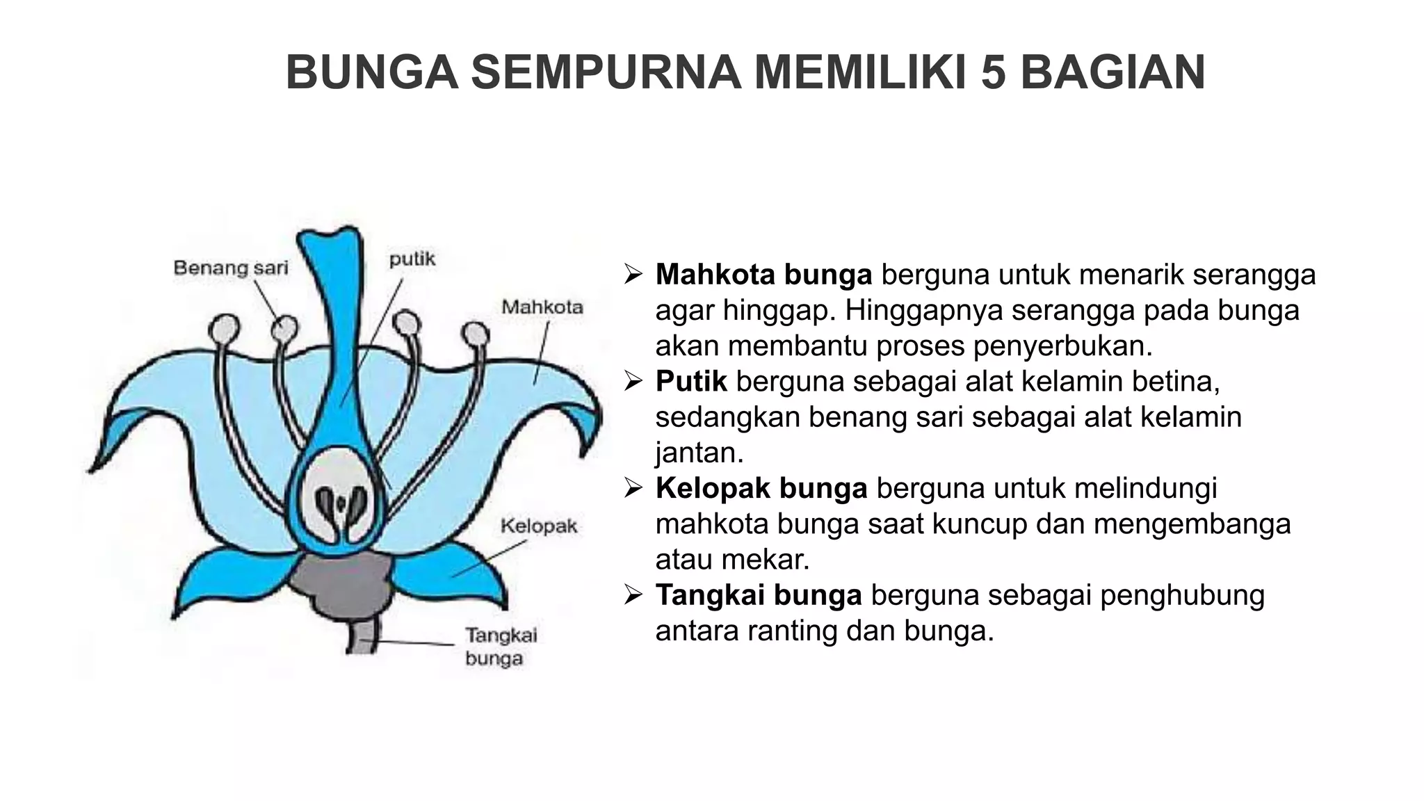 BAGIAN-BAGIAN TUMBUHAN.pptx