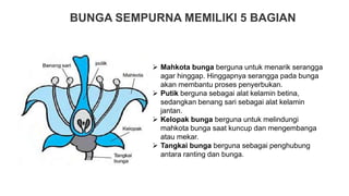 BAGIAN-BAGIAN TUMBUHAN.pptx
