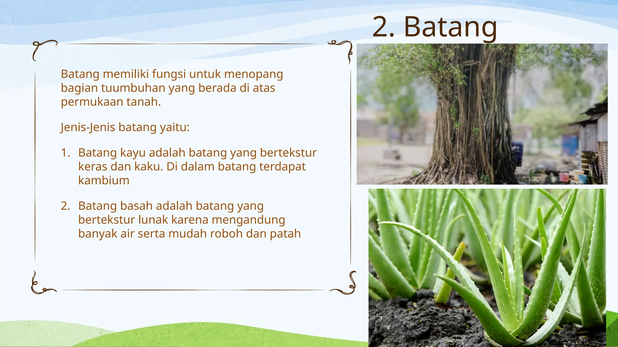 Bagian-bagian Tumbuhan dan Fungsinya.pptx