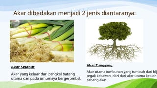 Bagian-bagian Tumbuhan dan Fungsinya.pptx