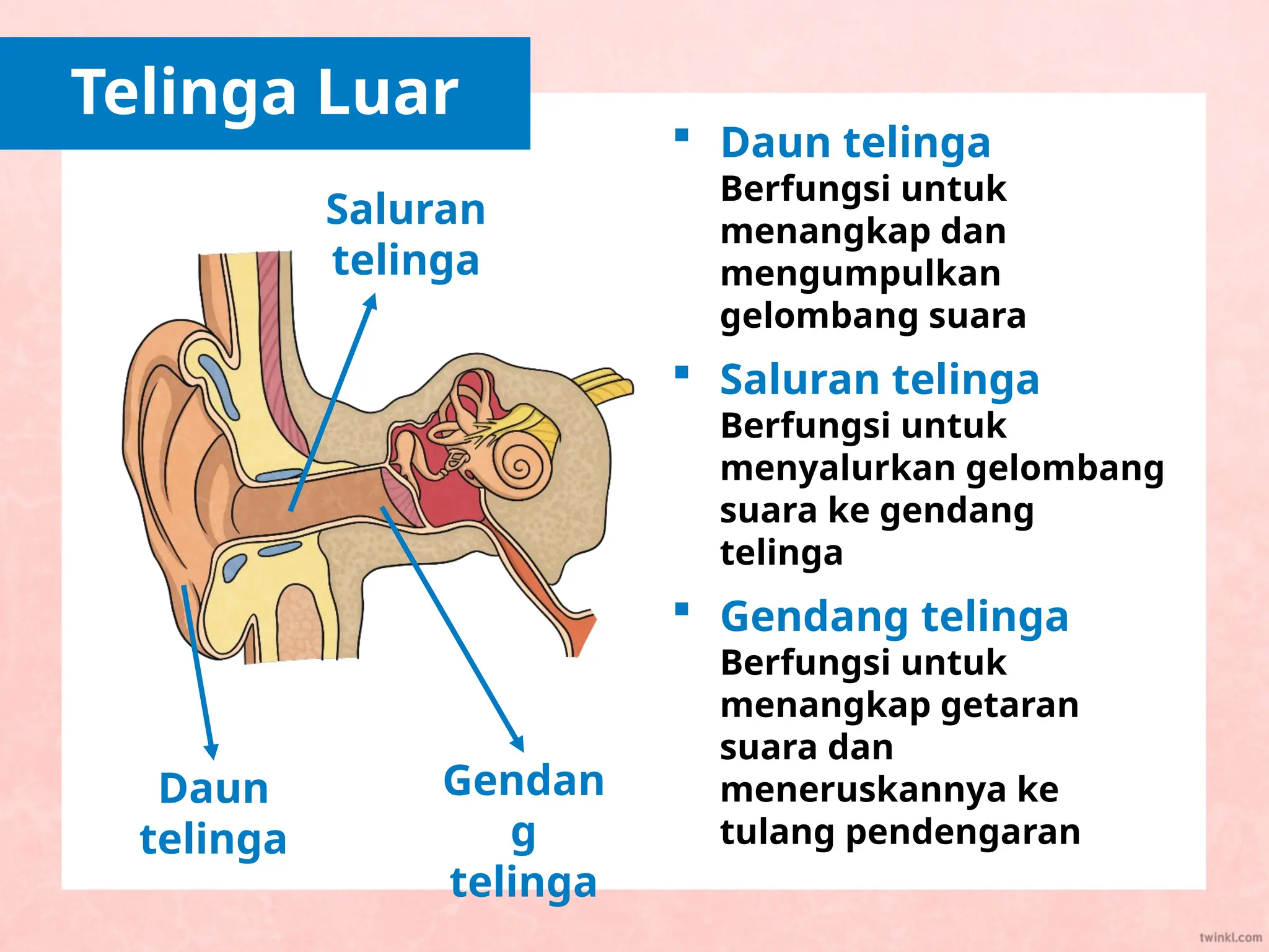 bagian-telinga-dan-fungsinya_ver_1.pptx oke | PPTX