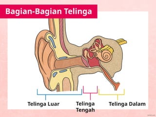 bagian-telinga-dan-fungsinya_ver_1.pptx oke | PPTX
