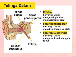 bagian-telinga-dan-fungsinya_ver_1.pptx oke | PPTX