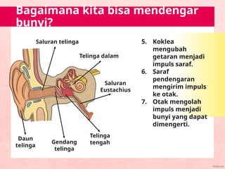 bagian-telinga-dan-fungsinya_ver_1.pptx oke | PPTX