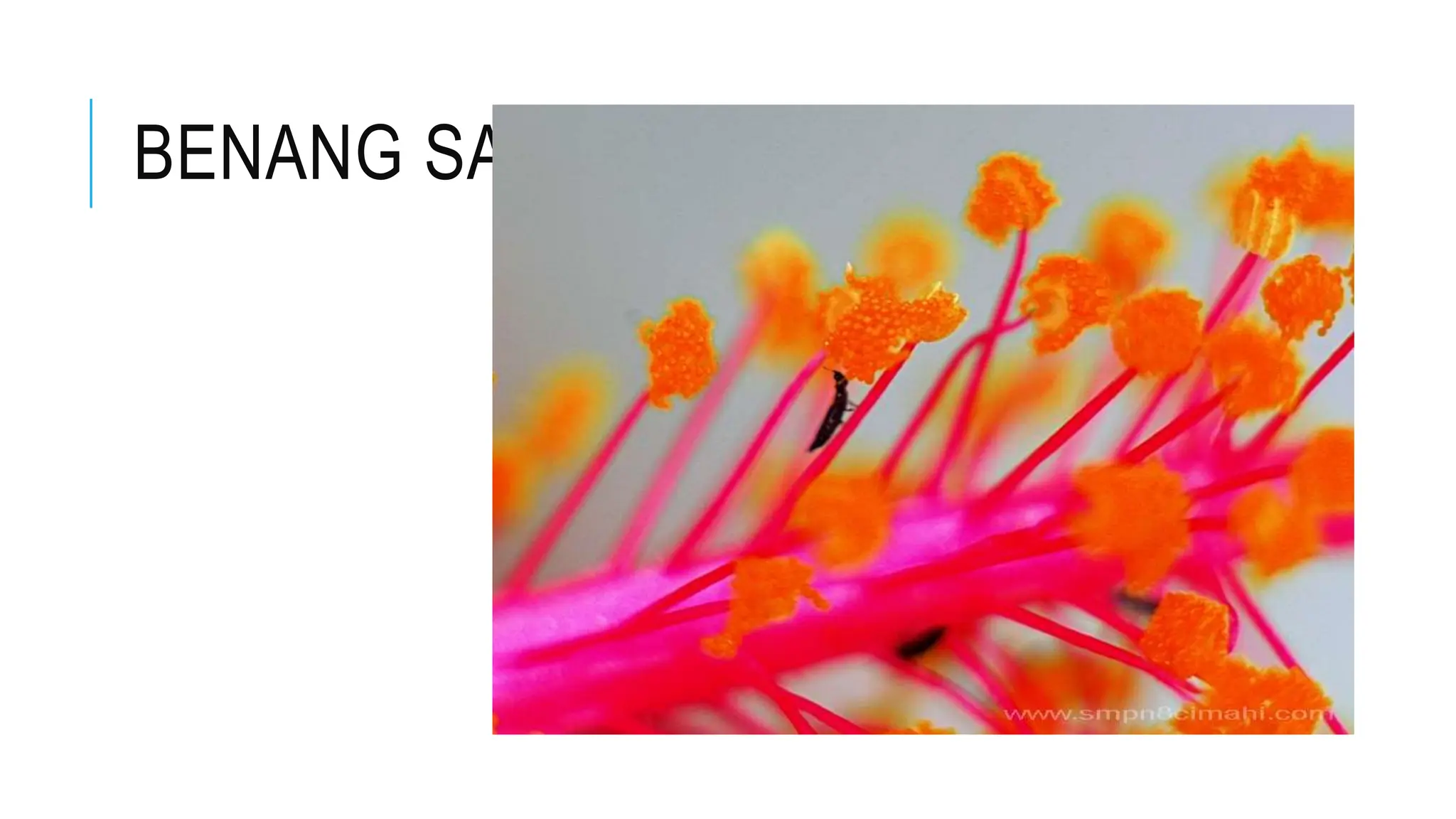 Bagian bagian bunga sempurna dan tidak sempurna.pptx