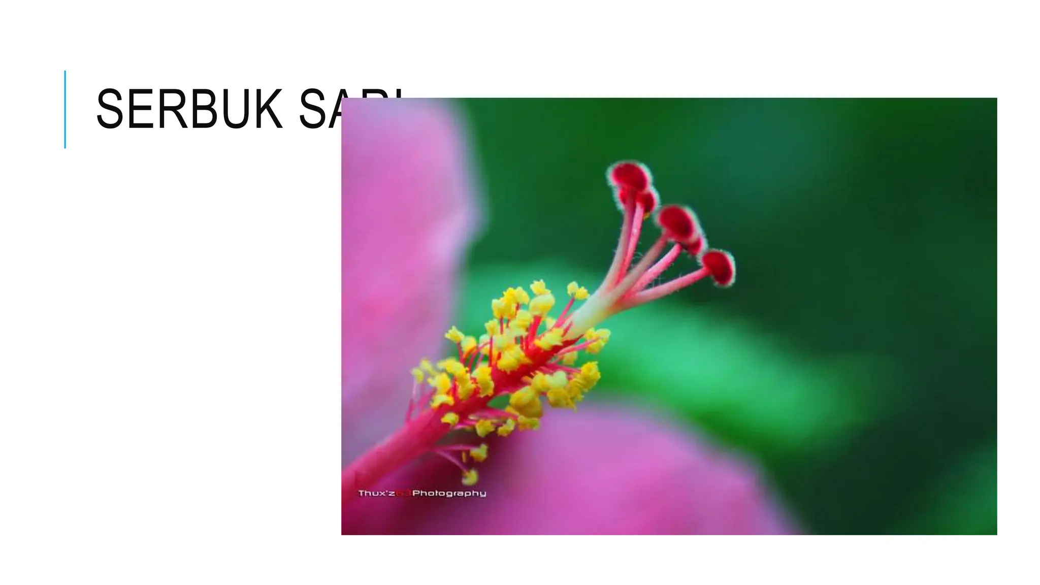 Bagian bagian bunga sempurna dan tidak sempurna.pptx