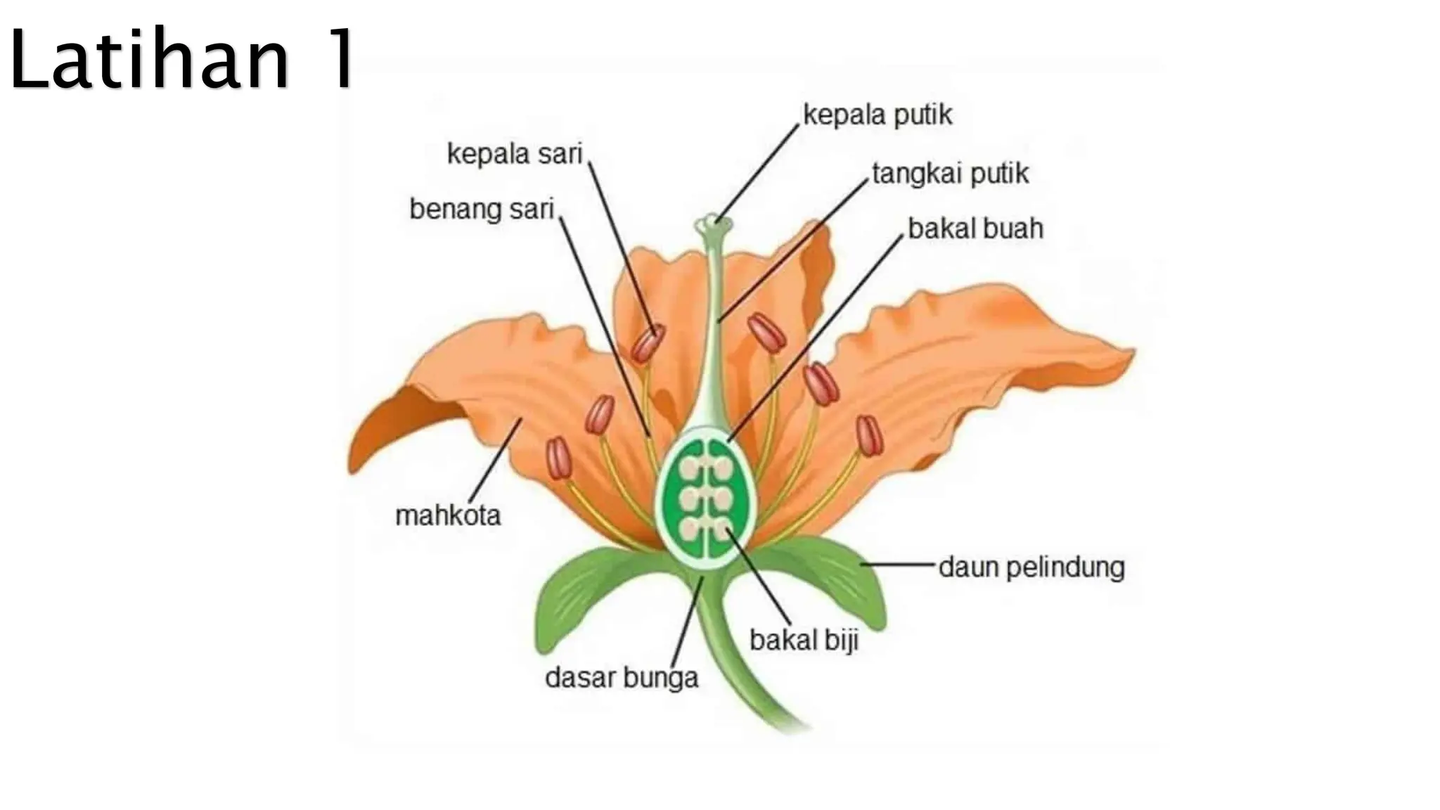 Bagian bagian bunga sempurna dan tidak sempurna.pptx