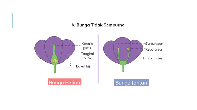 Bagian bagian bunga sempurna dan tidak sempurna.pptx