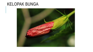 Bagian bagian bunga sempurna dan tidak sempurna.pptx