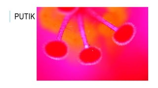 Bagian bagian bunga sempurna dan tidak sempurna.pptx