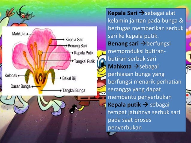 Bagian bunga dan fungsinya | PPTX