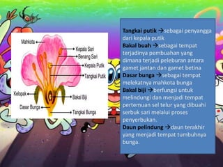 Bagian bunga dan fungsinya | PPTX