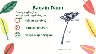 BAGIAN DAN BANGUN DAUN MORFOLOGI TUMBUHAN.pptx