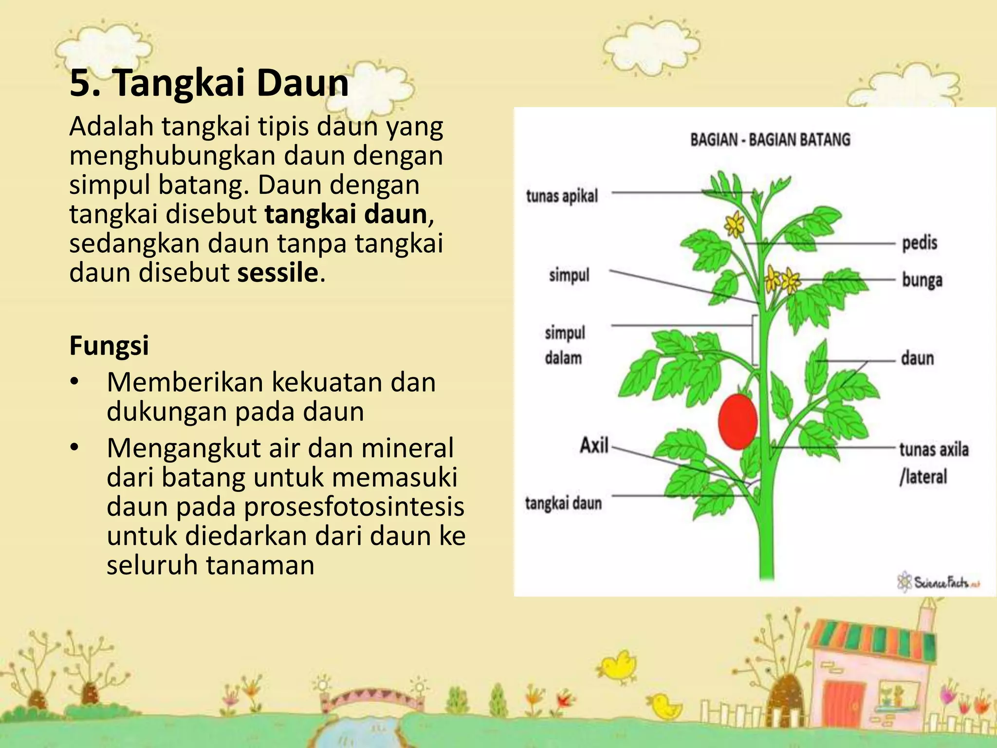 Bagian pada batang dan fungsinya | PPTX