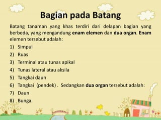 Bagian pada batang dan fungsinya | PPTX