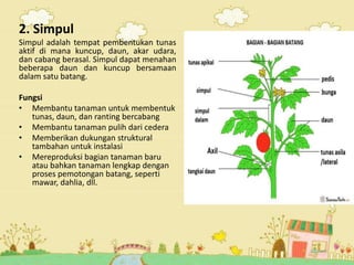 Bagian pada batang dan fungsinya | PPTX