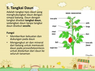 Bagian pada batang dan fungsinya | PPTX