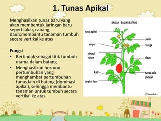 Bagian pada batang dan fungsinya | PPT
