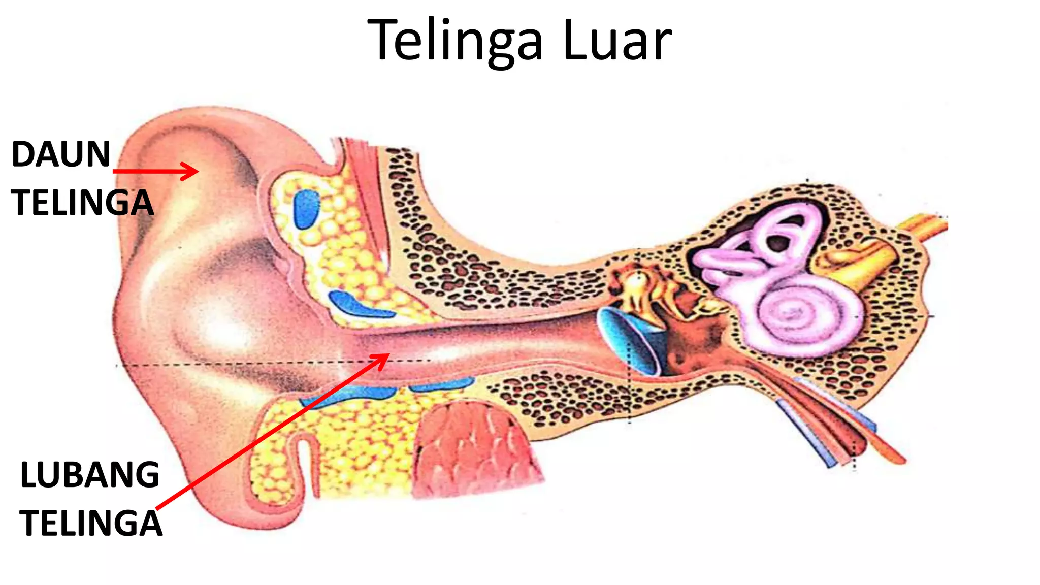 BAGIAN TELINGA-FUNGSI-DAN PROSES MENDENGAR.pptx