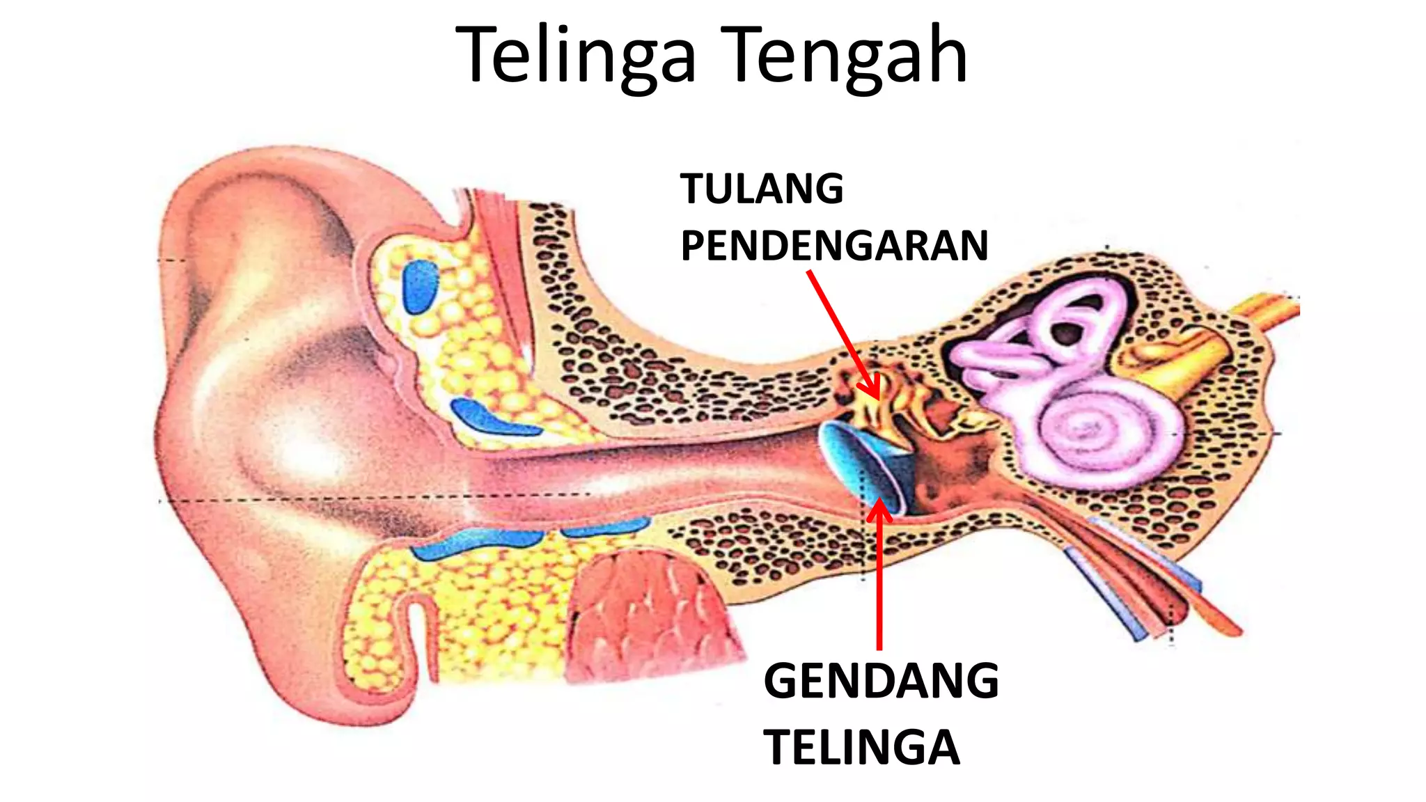 BAGIAN TELINGA-FUNGSI-DAN PROSES MENDENGAR.pptx