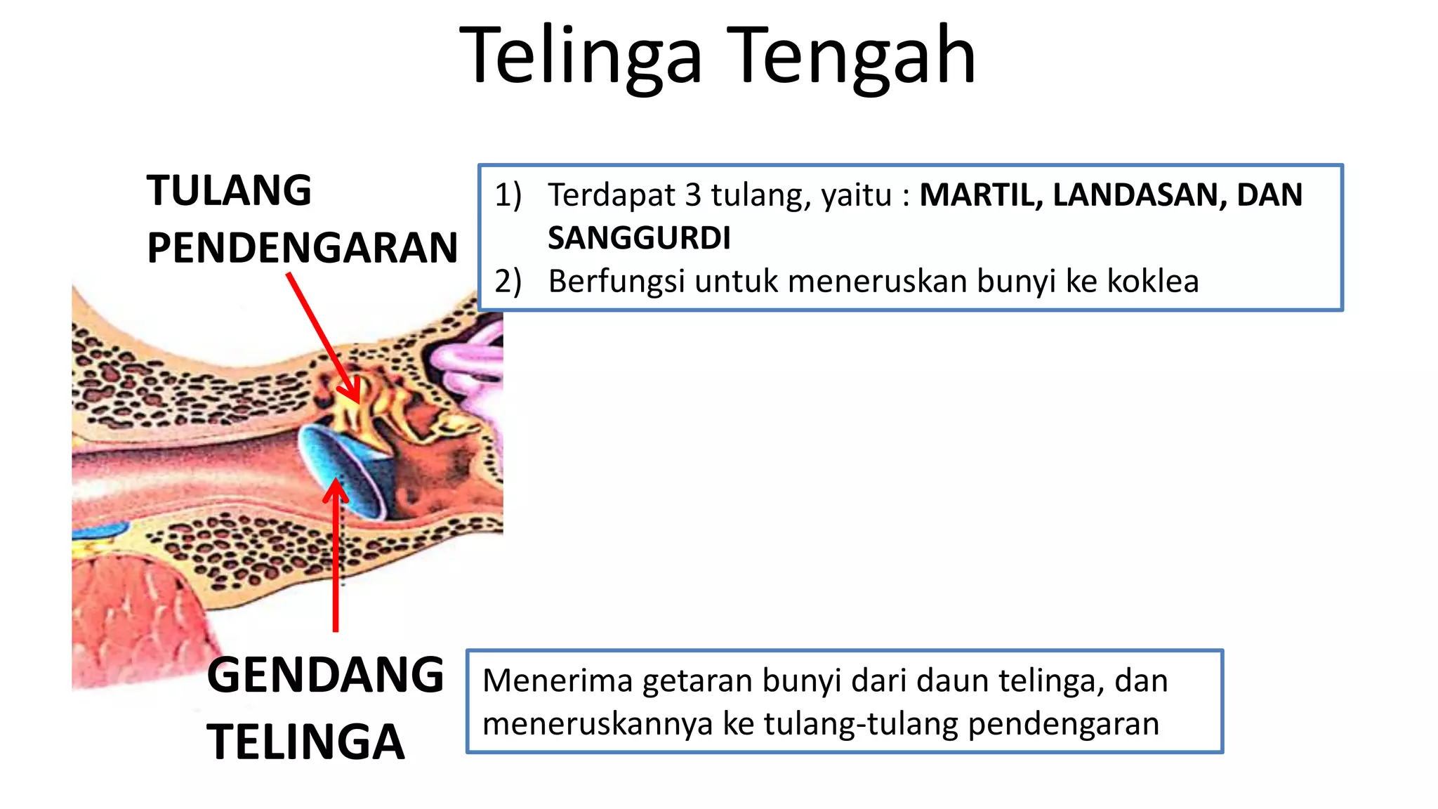 BAGIAN TELINGA-FUNGSI-DAN PROSES MENDENGAR.pptx