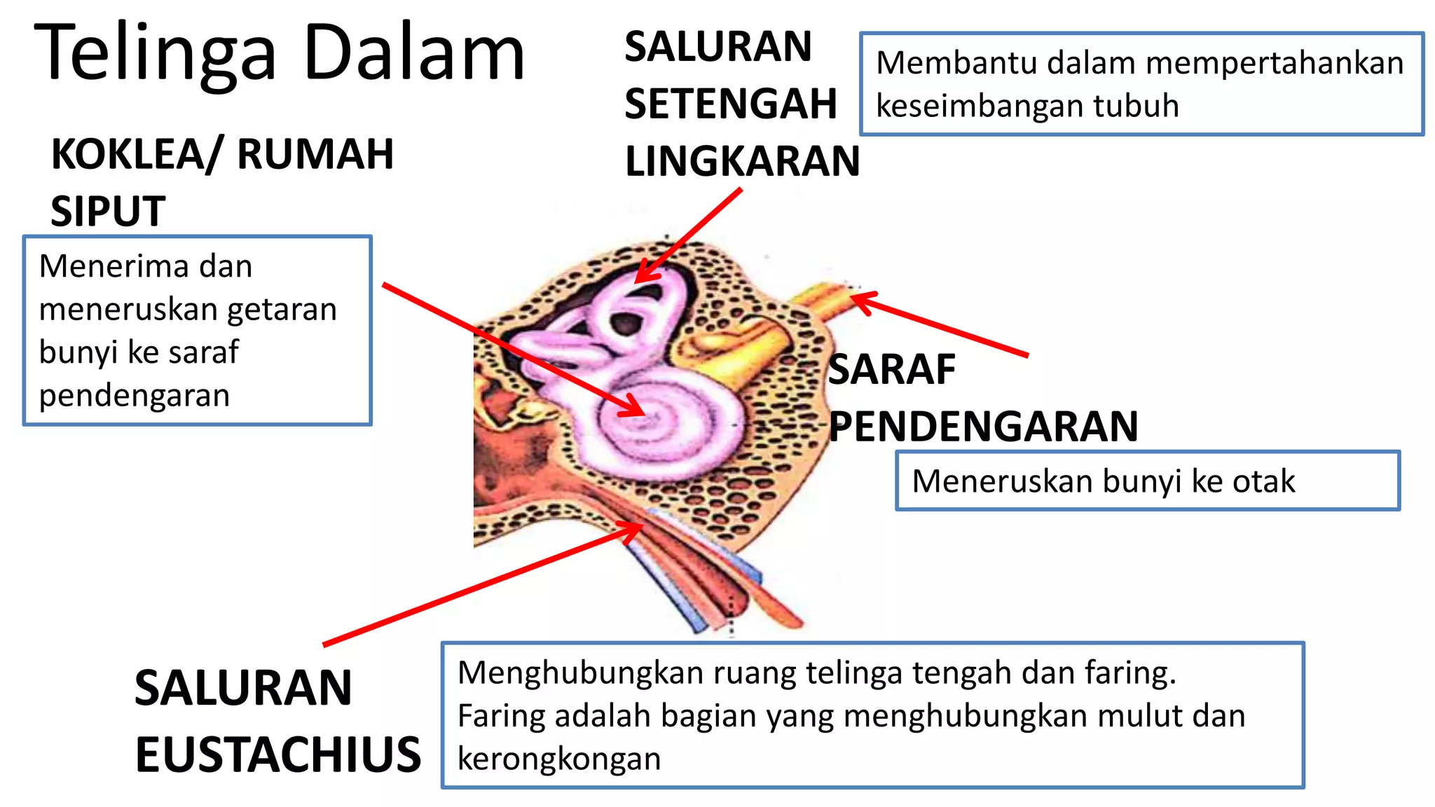 BAGIAN TELINGA-FUNGSI-DAN PROSES MENDENGAR.pptx
