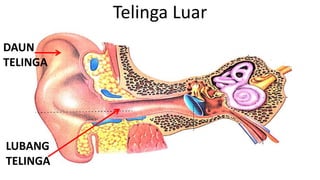BAGIAN TELINGA-FUNGSI-DAN PROSES MENDENGAR.pptx
