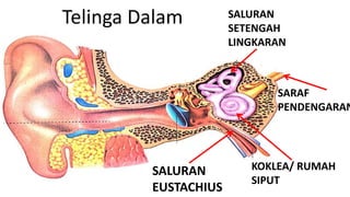 BAGIAN TELINGA-FUNGSI-DAN PROSES MENDENGAR.pptx