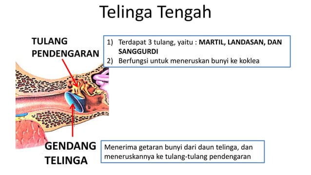 BAGIAN TELINGA-FUNGSI-DAN PROSES MENDENGAR.pptx