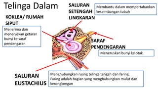 BAGIAN TELINGA-FUNGSI-DAN PROSES MENDENGAR.pptx