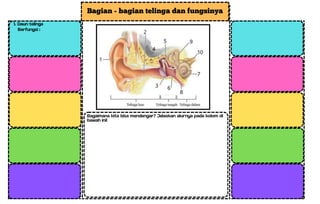 Bagian-Bagian dari Telinga dan Fungsinya | PPT