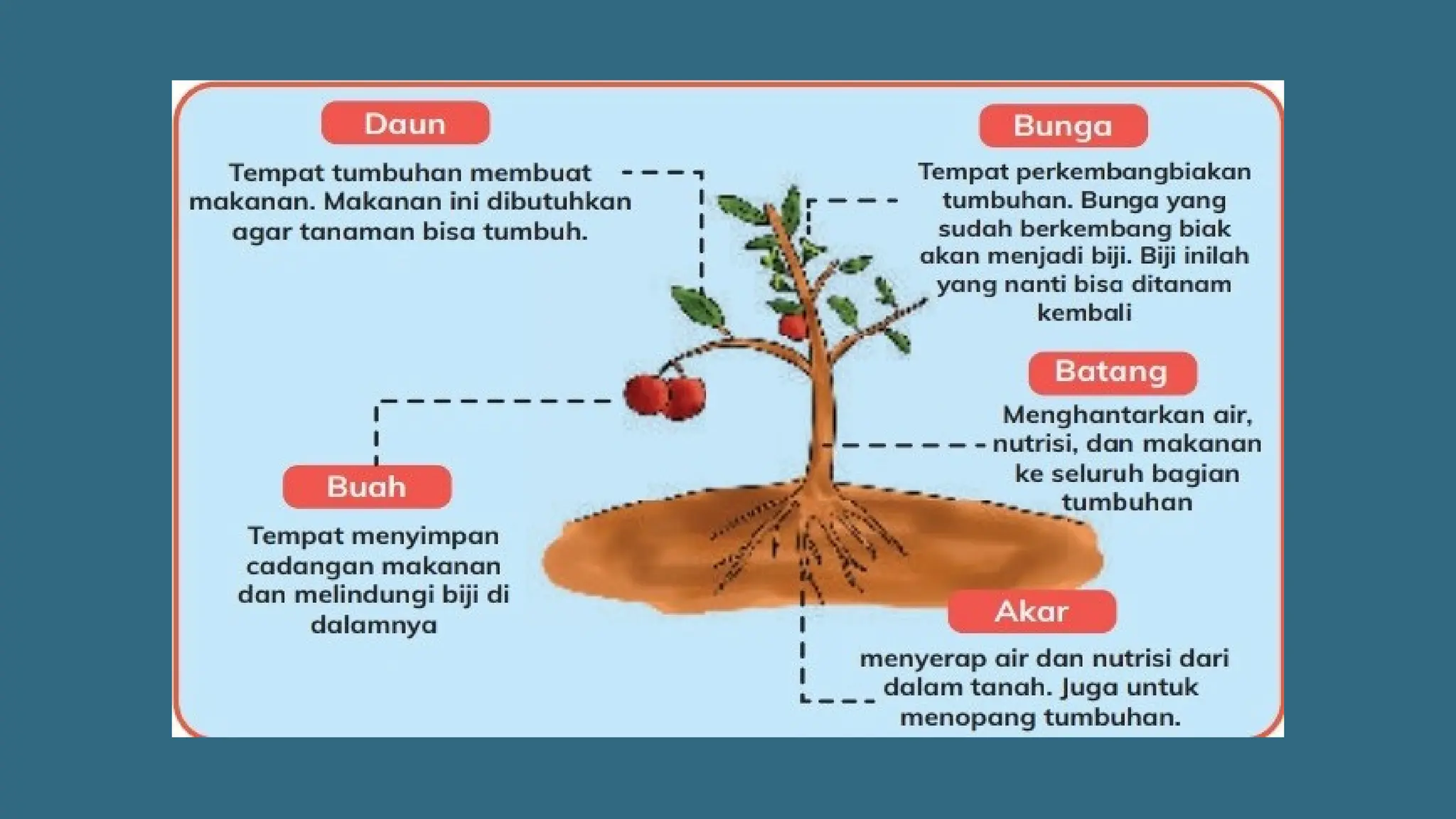 Bagian Tubuh Tumbuhan menggunakan Model Project Based Learning Berbasis ...