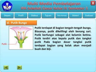 Bagian tumbuhan dan fungsinya | PPTX