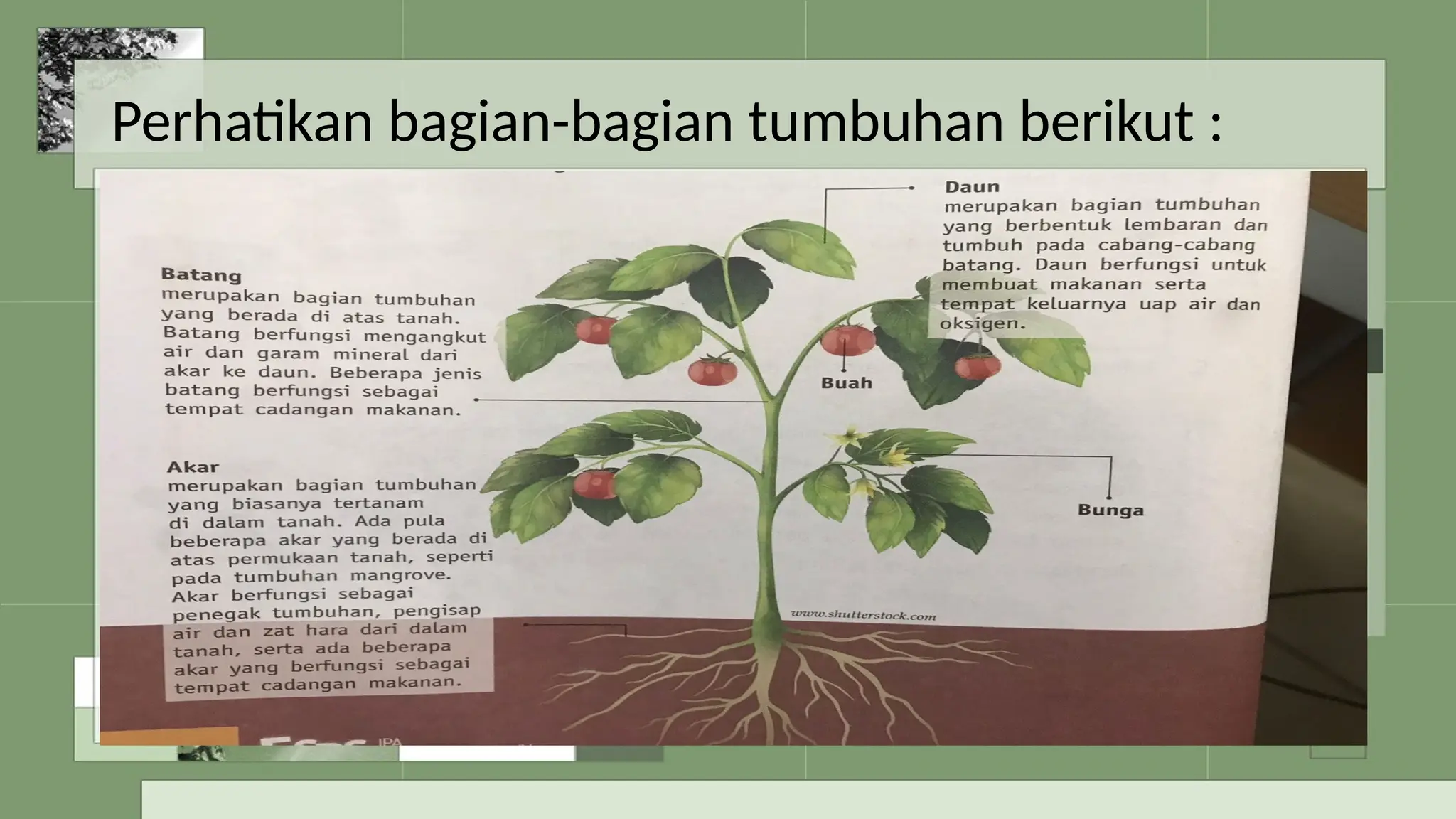 Bagian Tumbuhan dan Fungsinya.pptx untuk kelas 4 | PPTX