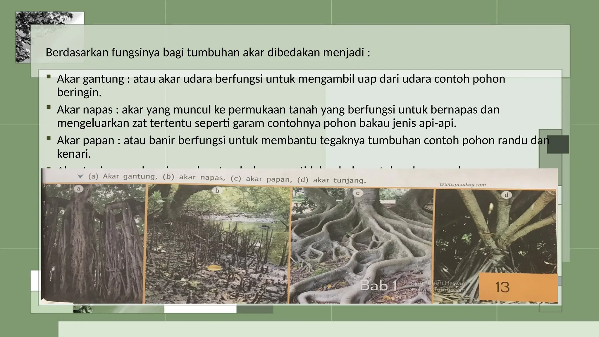 Bagian Tumbuhan dan Fungsinya.pptx untuk kelas 4 | PPTX