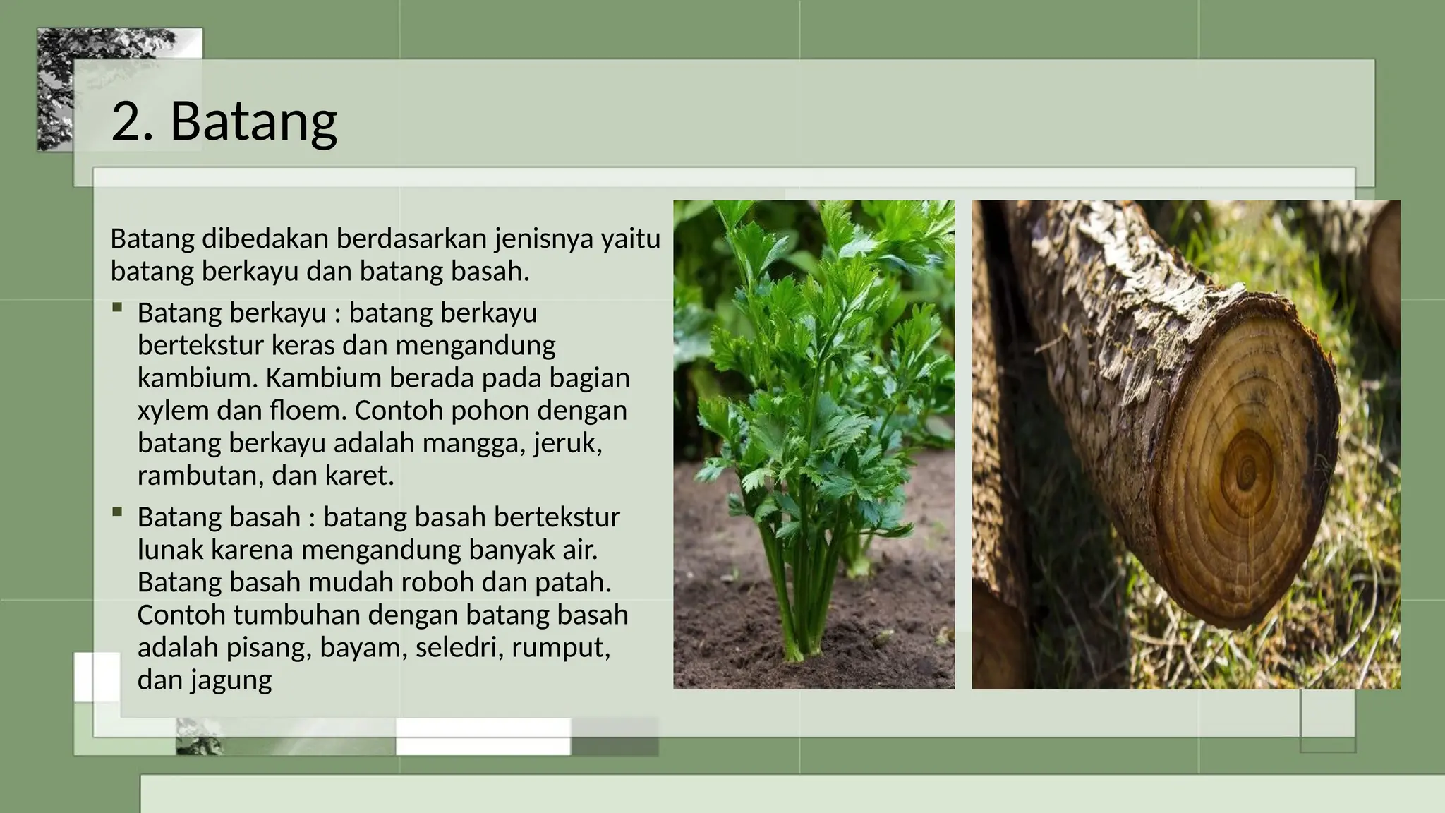Bagian Tumbuhan dan Fungsinya.pptx untuk kelas 4 | PPTX