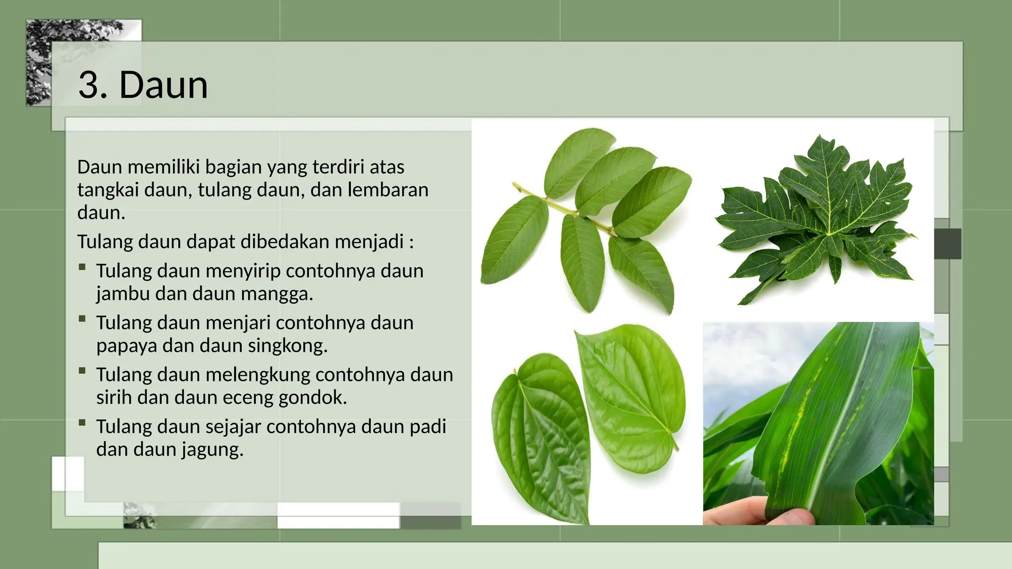 Bagian Tumbuhan dan Fungsinya.pptx untuk kelas 4 | PPTX