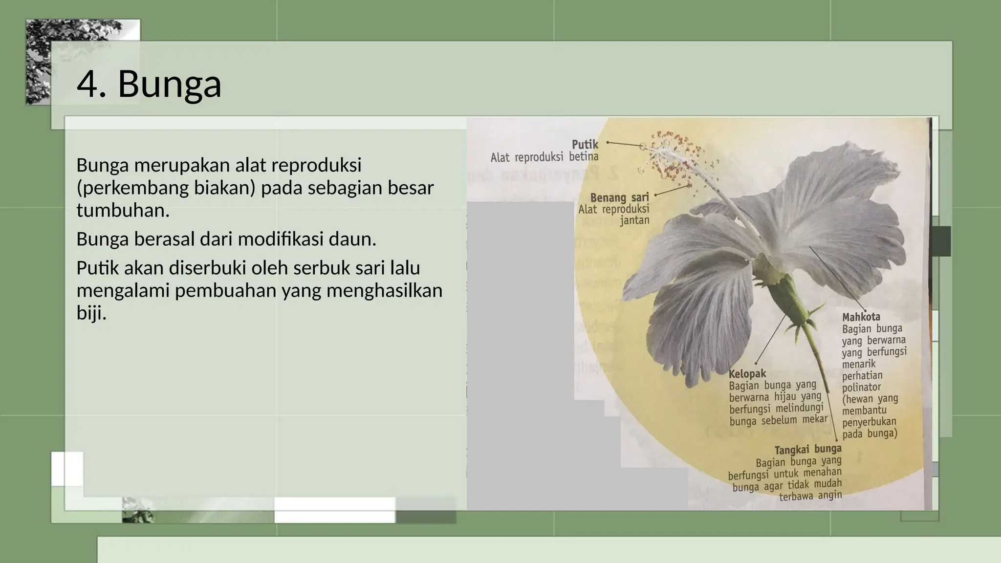 Bagian Tumbuhan dan Fungsinya.pptx untuk kelas 4 | PPTX