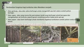 Bagian Tumbuhan dan Fungsinya.pptx untuk kelas 4 | PPTX