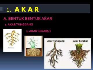 Bagian utama tumbuhan | PPTX
