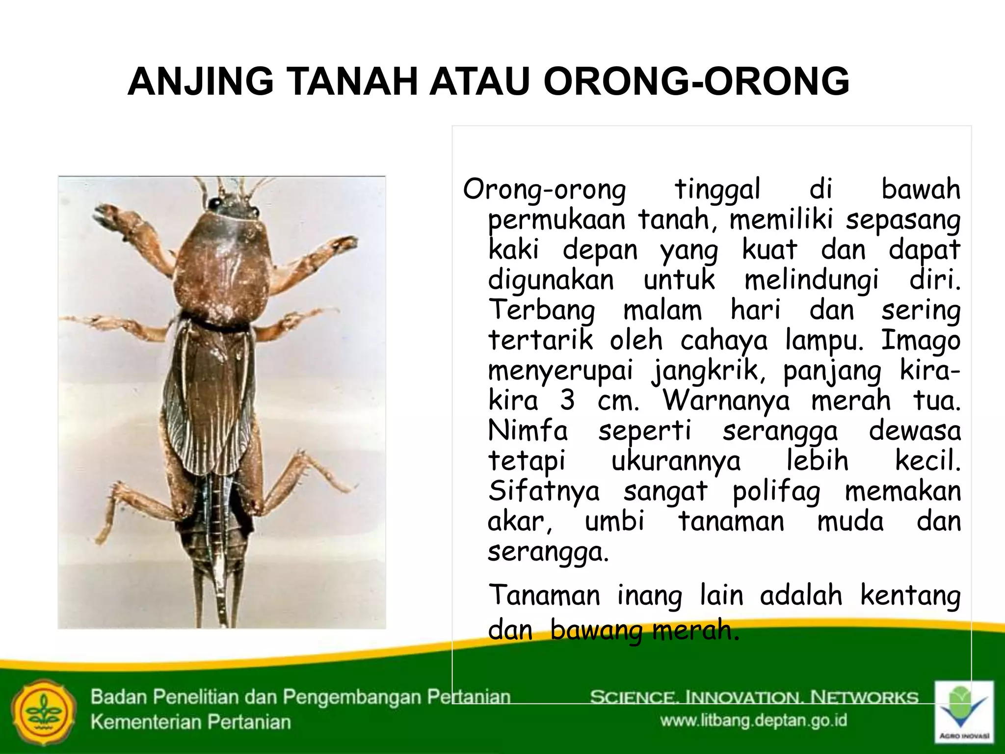 OPT CABAI DAN PENGENDALIANNYA-2.ppt