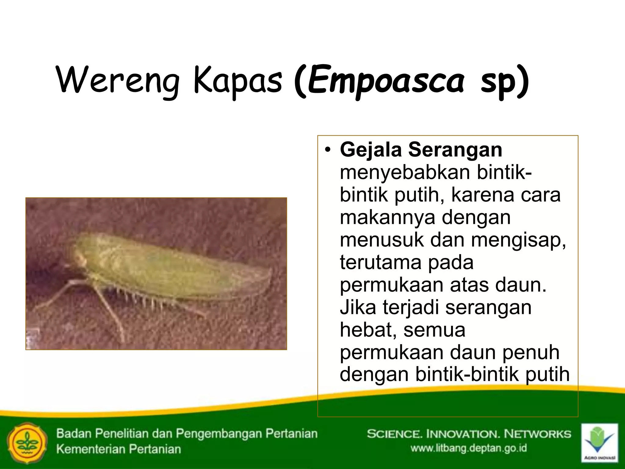 OPT CABAI DAN PENGENDALIANNYA-2.ppt