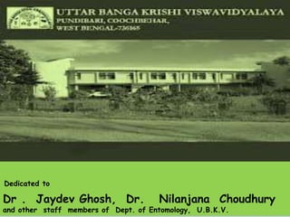 Bag Worm Moth, 20 slides. | PPTX