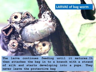 Bag Worm Moth, 20 slides. | PPTX