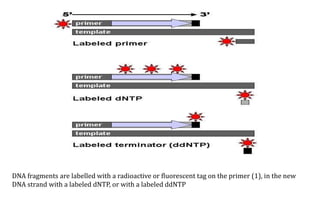 Bahaddin DNA sequencing | PPT