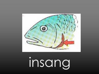 Bahagian bahagian badan haiwan | PPT