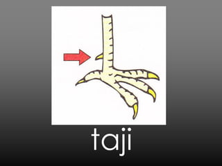 Bahagian bahagian badan haiwan | PPT