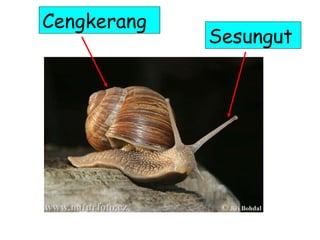 Bahagian badan haiwan | PPT